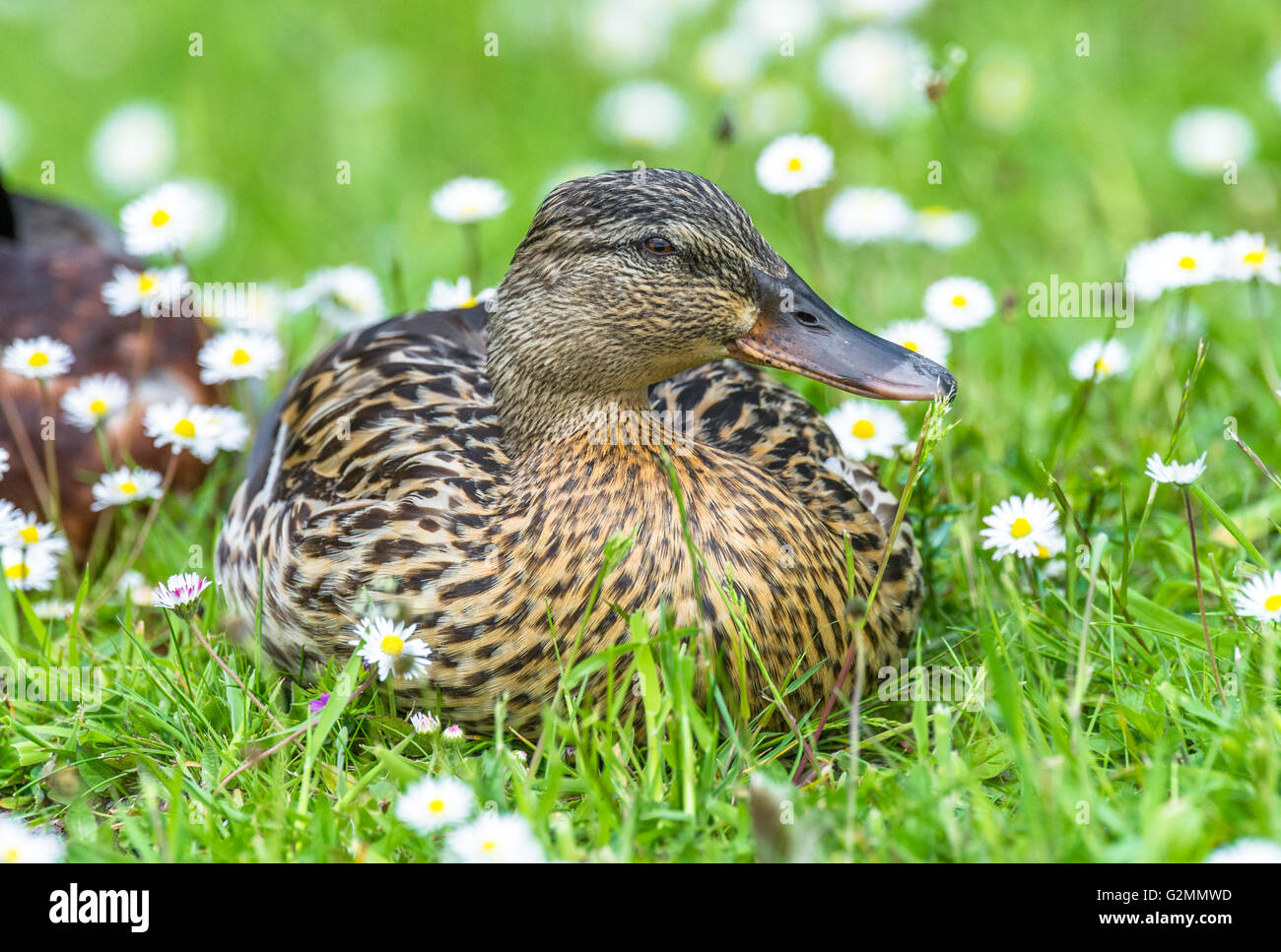 Female Mallard duck sitting in a field of small daisies Stock Photo - Alamy