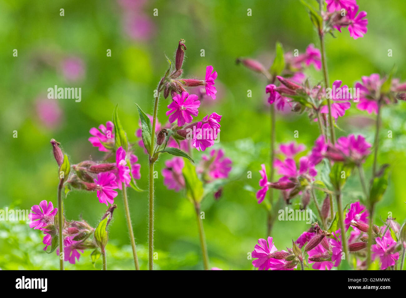 Red Campion flower Stock Photo - Alamy