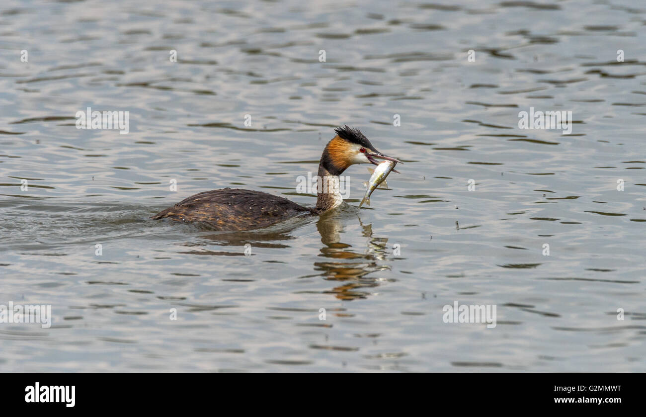 Grebe catching a fish hi-res stock photography and images - Alamy