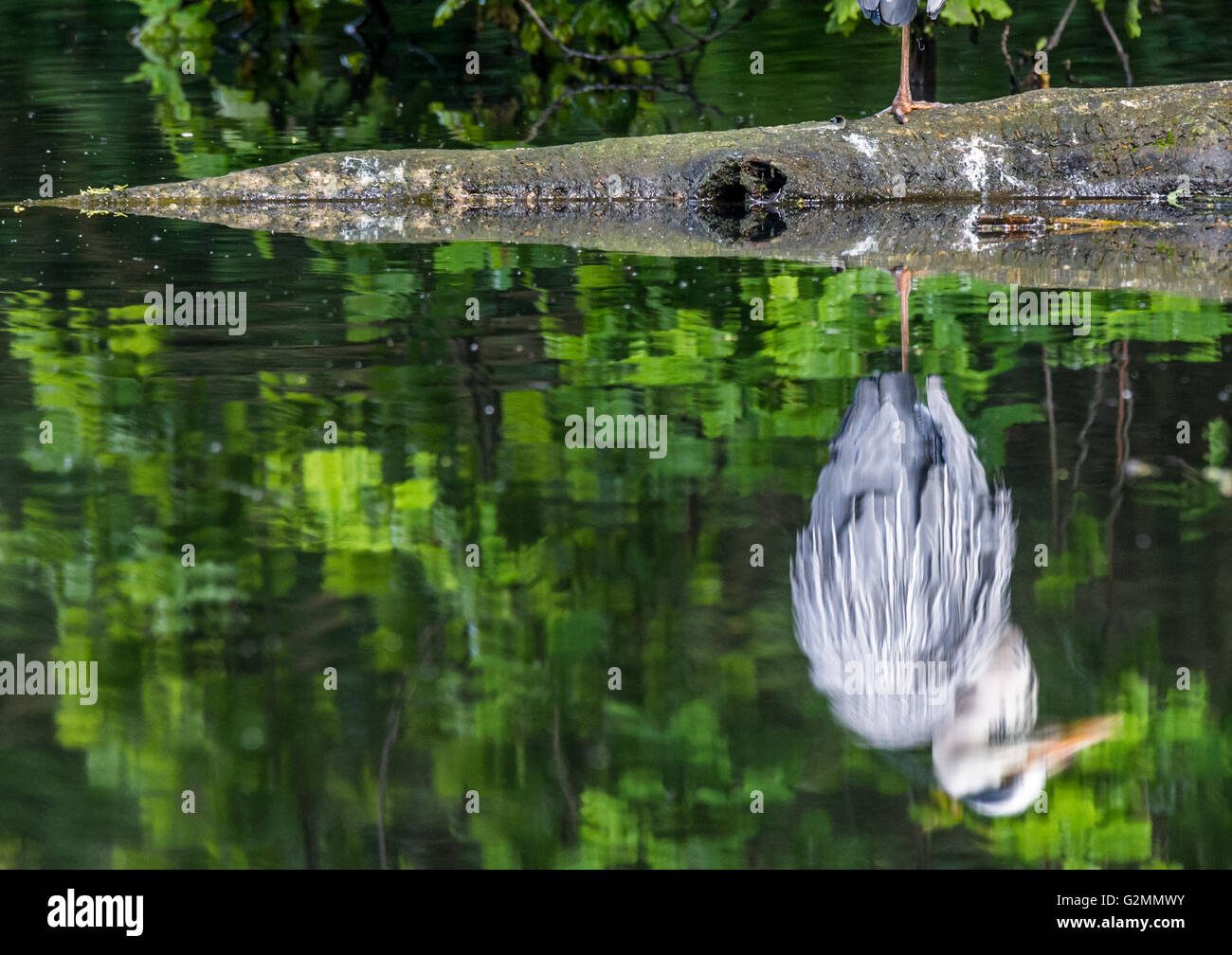 Fallen tree reflection hi-res stock photography and images - Alamy