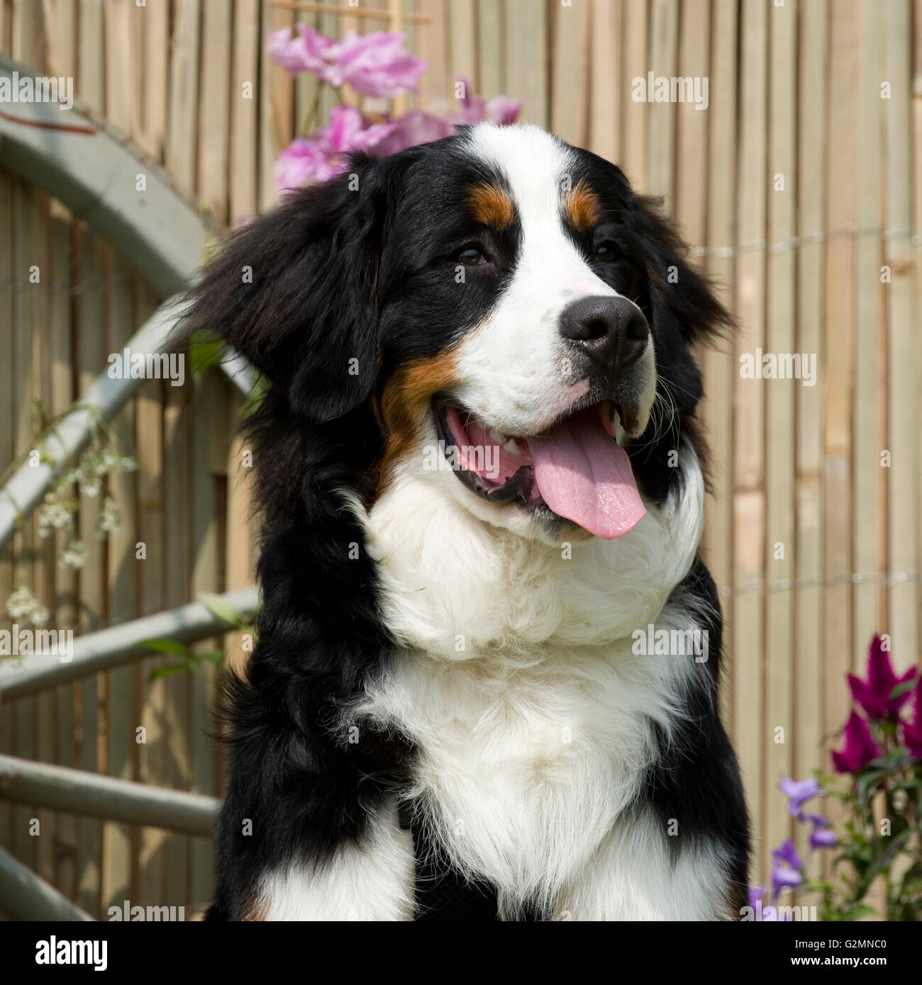 Berner Sennenhund High Resolution Stock Photography and Images - Alamy