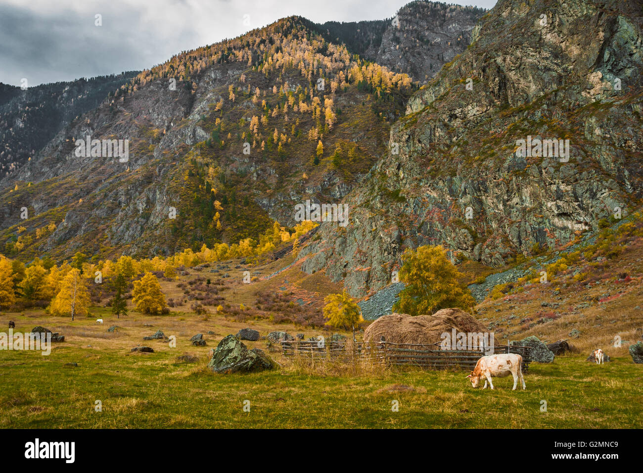 Beautiful rural landscape with few grazing cows Stock Photo - Alamy