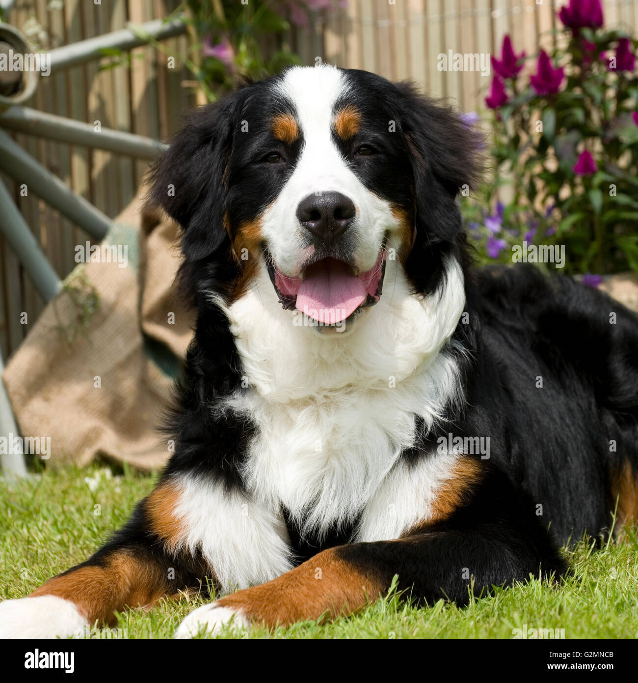 Berner Sennenhund High Resolution Stock Photography and Images - Alamy