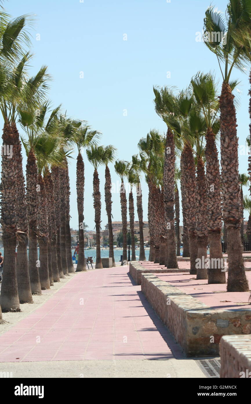 row of palm trees on the side of a path of the beach Stock Photo - Alamy