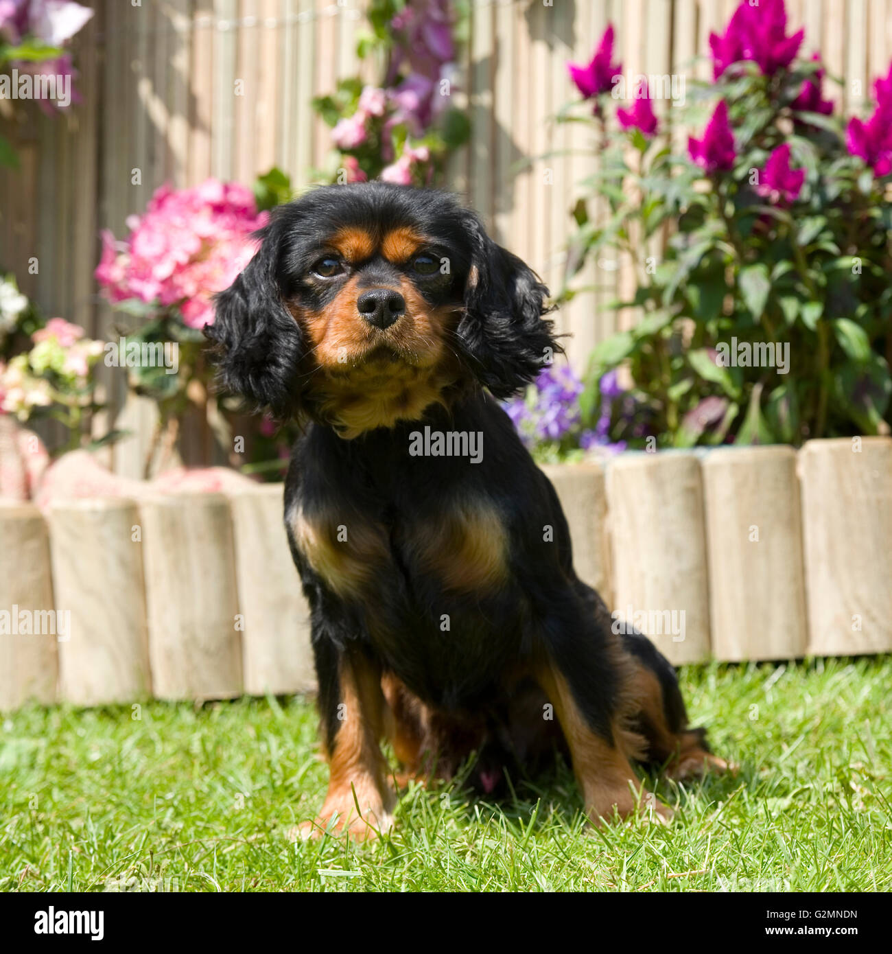 Black And Tan King Charles Spaniel High Resolution Stock Photography ...