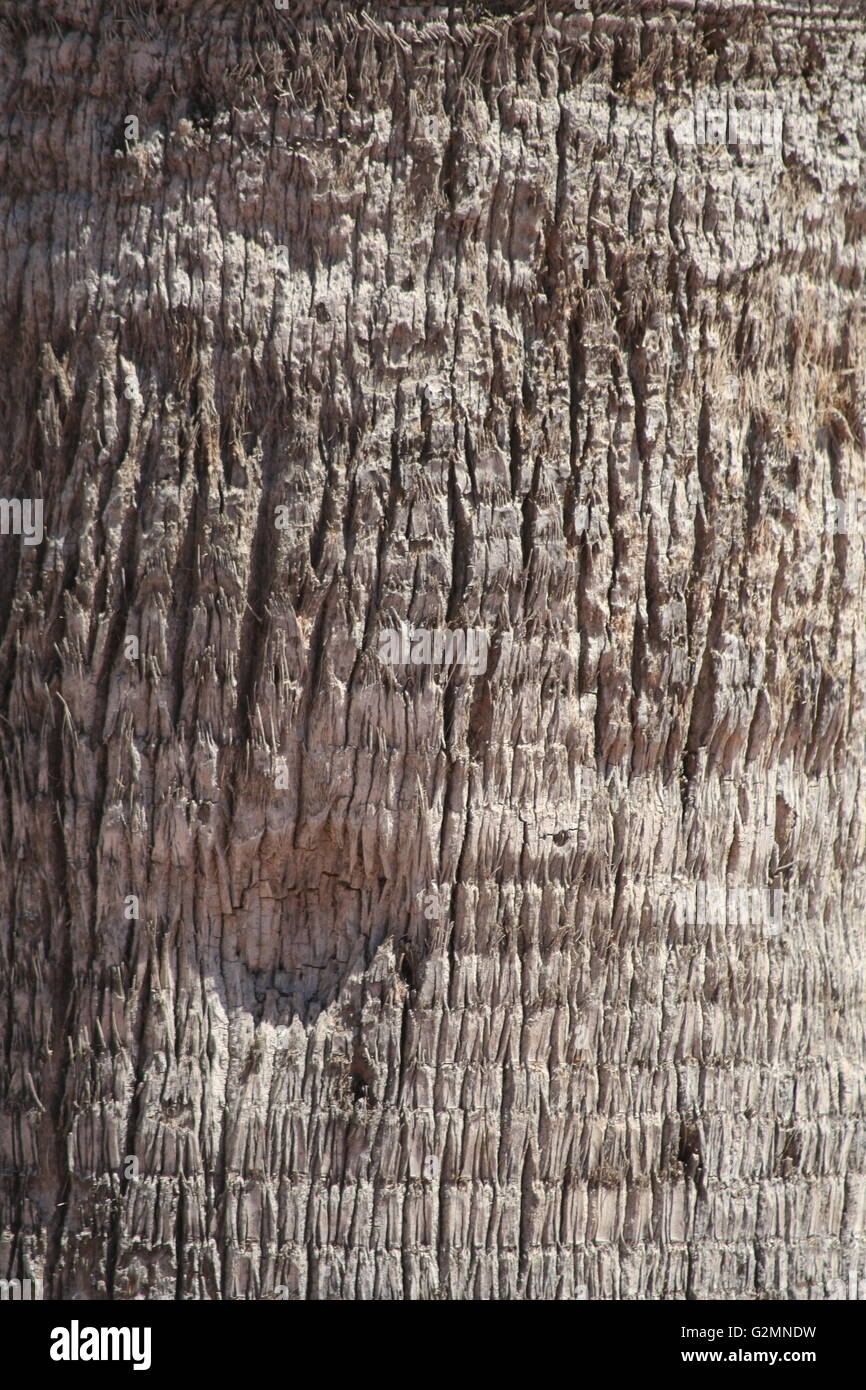 trunk of a large tree Stock Photo - Alamy