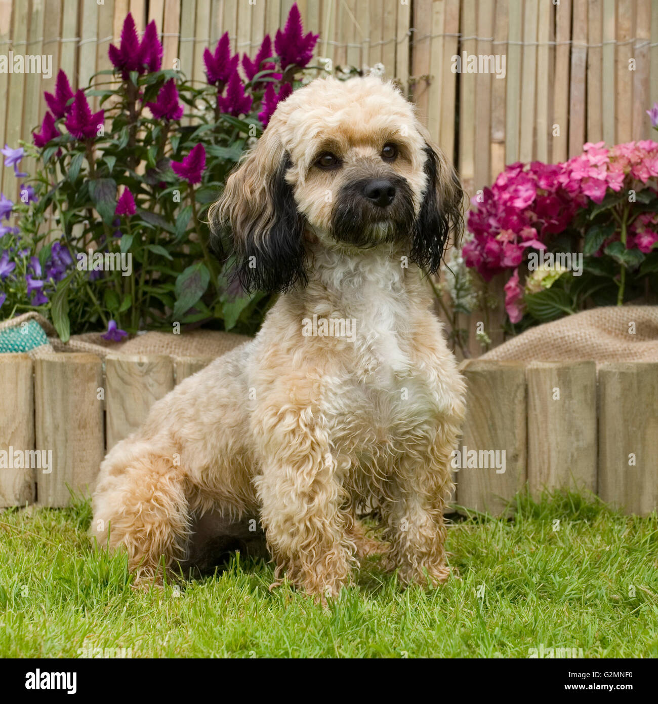 Cockapoo cute hi-res stock photography and images - Alamy