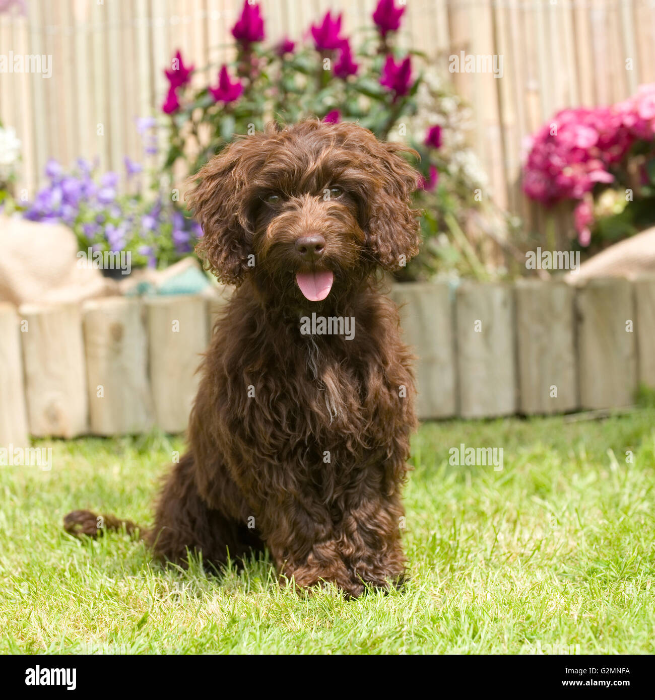 Chocolate cockapoo hi-res stock photography and images - Alamy