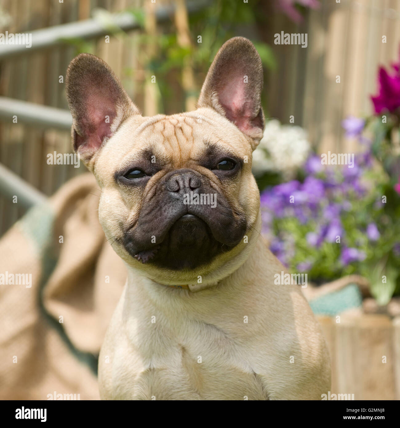 Bulldog Nose High Resolution Stock Photography and Images - Alamy