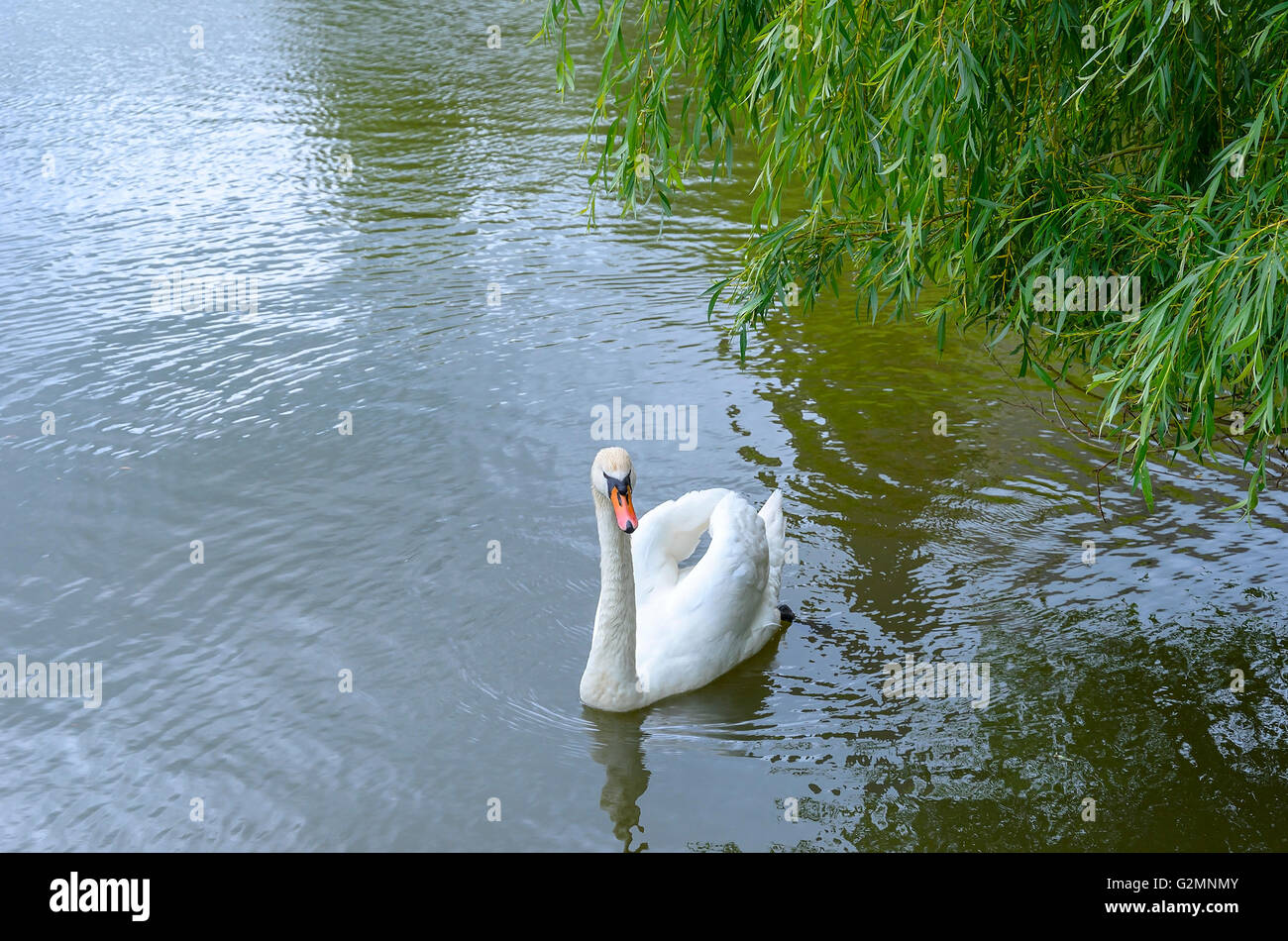 Wild life pond hi-res stock photography and images - Alamy