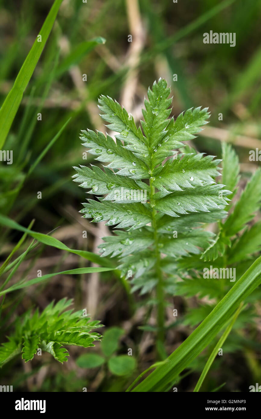 Potentilla anserina, Silverweed Stock Photo - Alamy