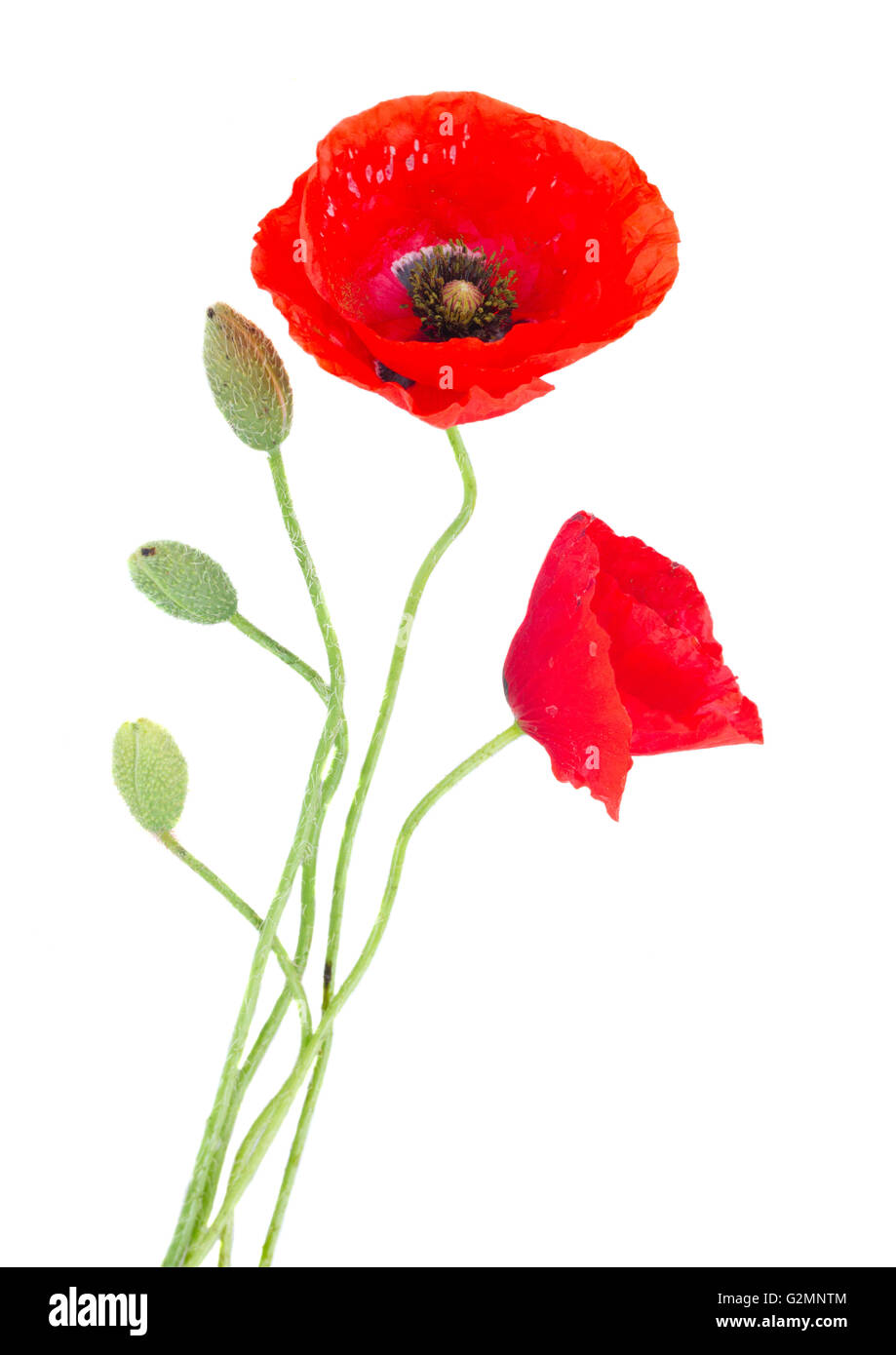 Poppy fresh flowers Stock Photo - Alamy