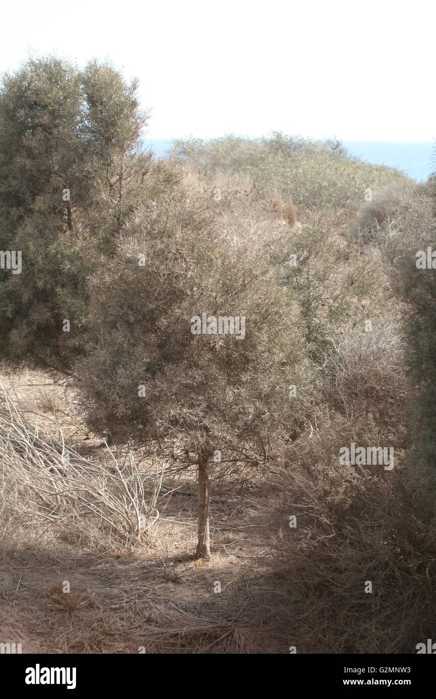 Trees in a nature reserve forest area Stock Photo - Alamy