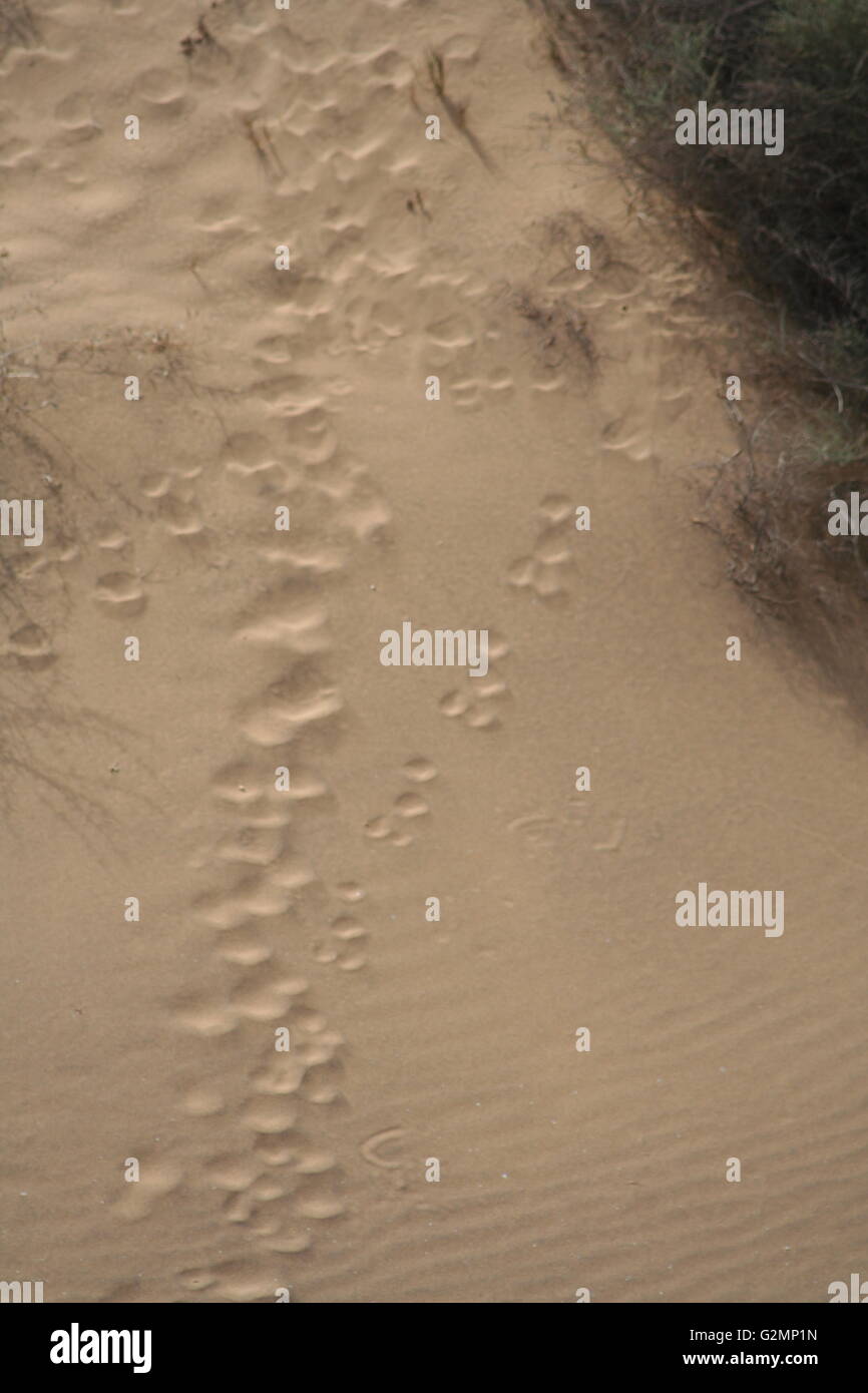 A sandy path with footprints and animal tracks Stock Photo - Alamy