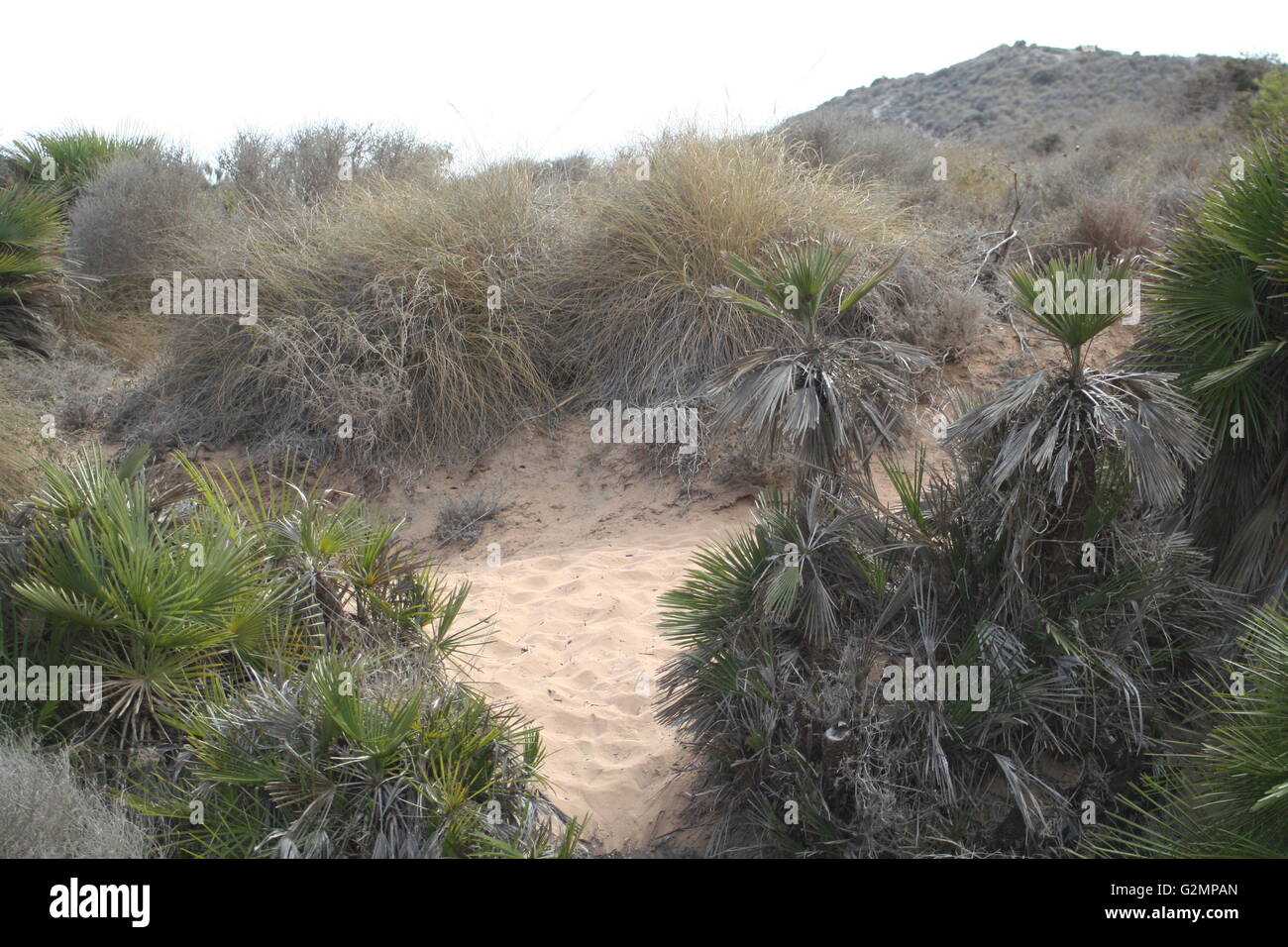A sandy path in nature Stock Photo - Alamy