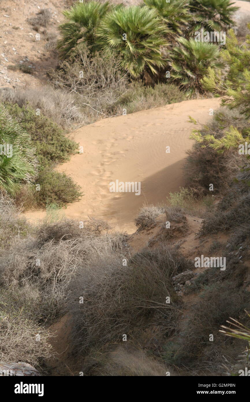 A sandy path in nature Stock Photo - Alamy
