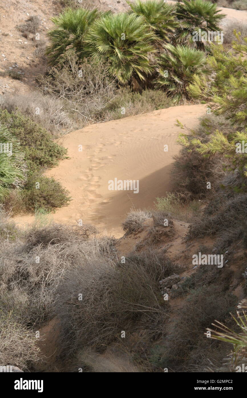 Path with bushes hi-res stock photography and images - Alamy