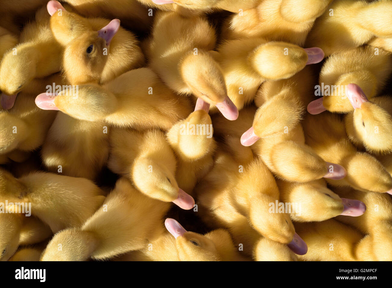 Yellow broiler chicks (Gallus gallus domesticus) in natural sunlight ...