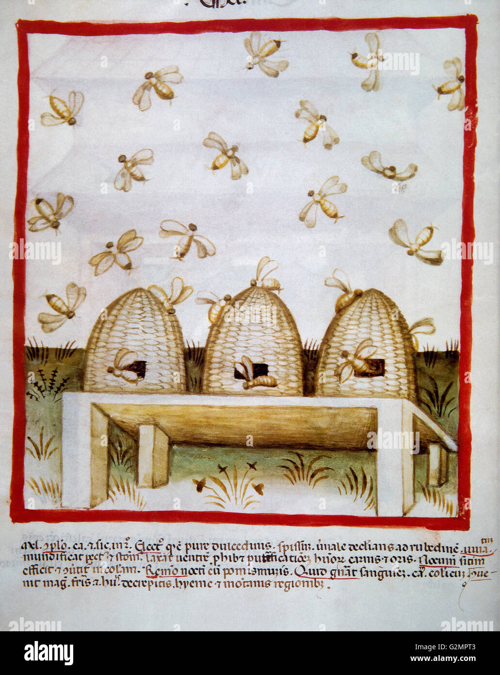 Tacuinum Sanitatis. 14th century. Medieval handbook of health. Honey ...