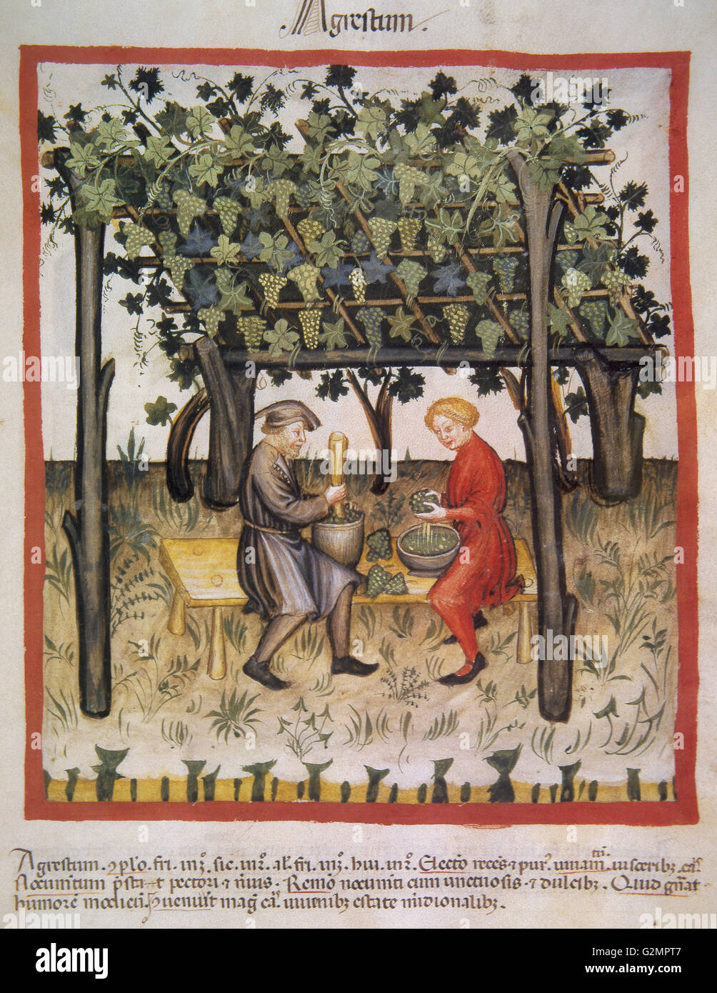 Tacuinum Sanitatis. 14th century. Medieval handbook of health. Vino ...