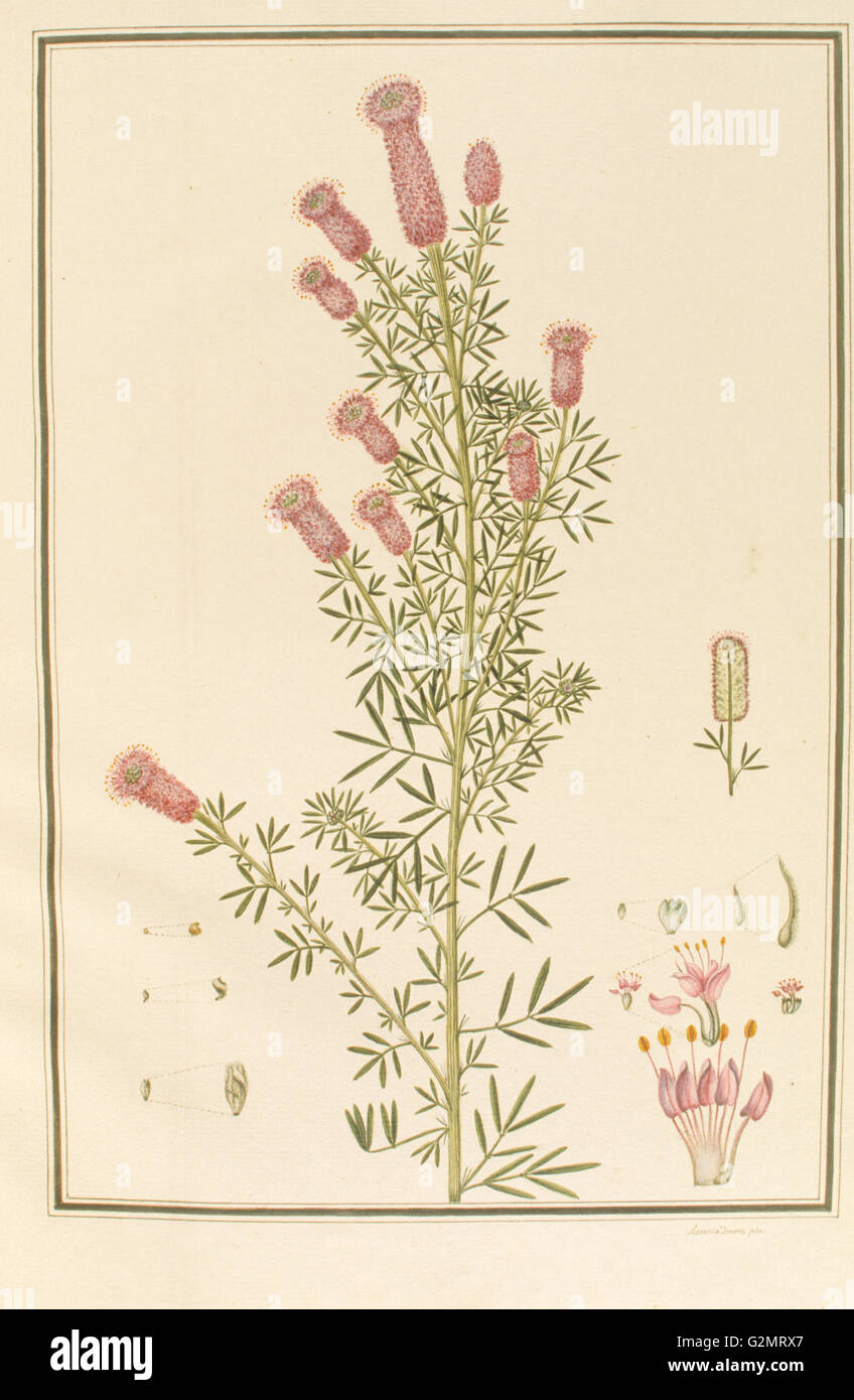 botany table,botanical garden of padova Stock Photo - Alamy