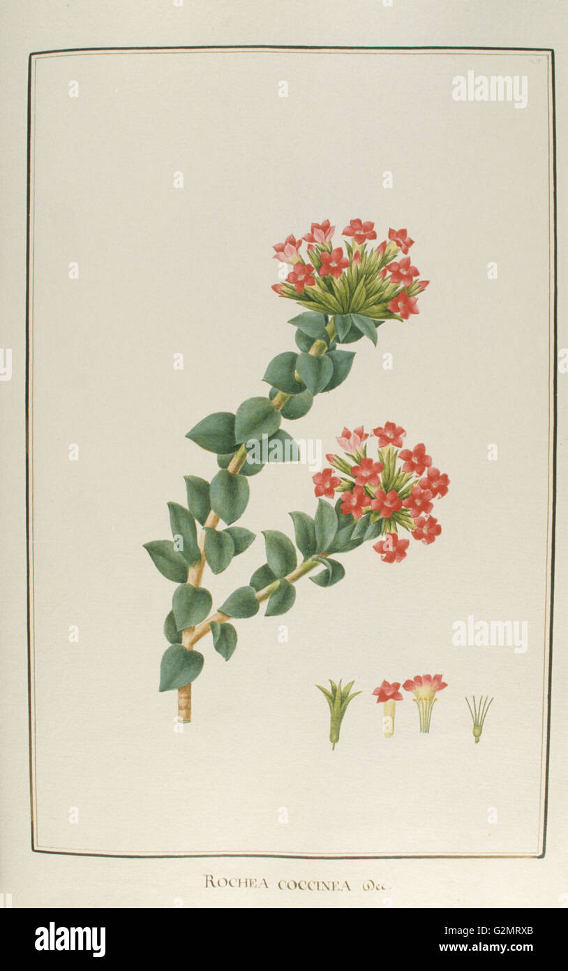 rochea coccinea,botany table,botanical garden of padova Stock Photo - Alamy