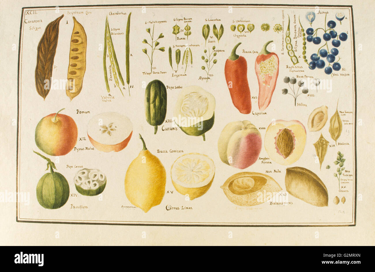 botany table,botanical garden of padova Stock Photo - Alamy