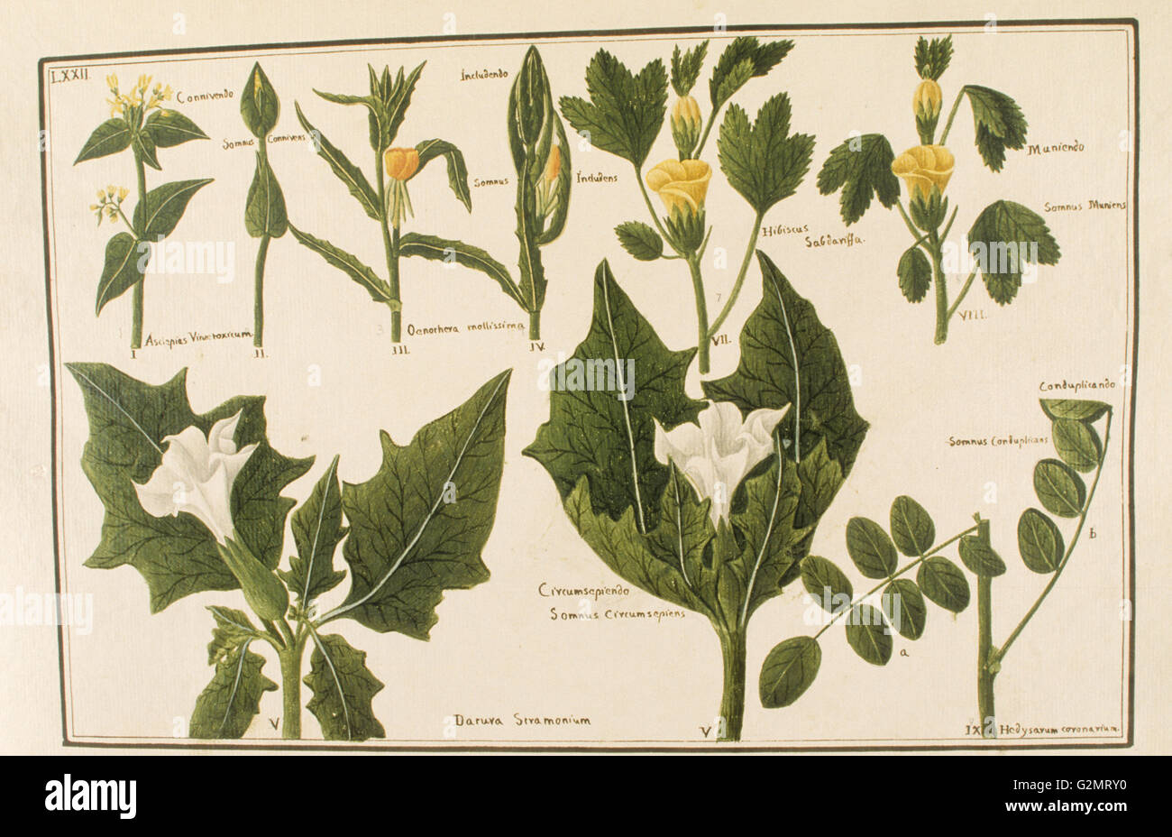 botany table,botanical garden of padova Stock Photo - Alamy