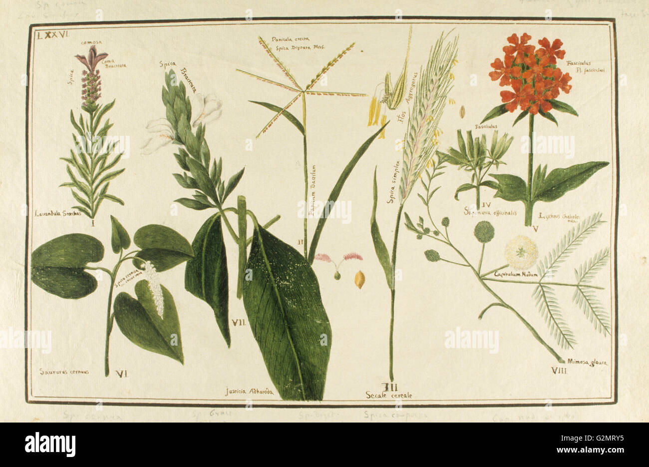 botany table,botanical garden of padova Stock Photo - Alamy