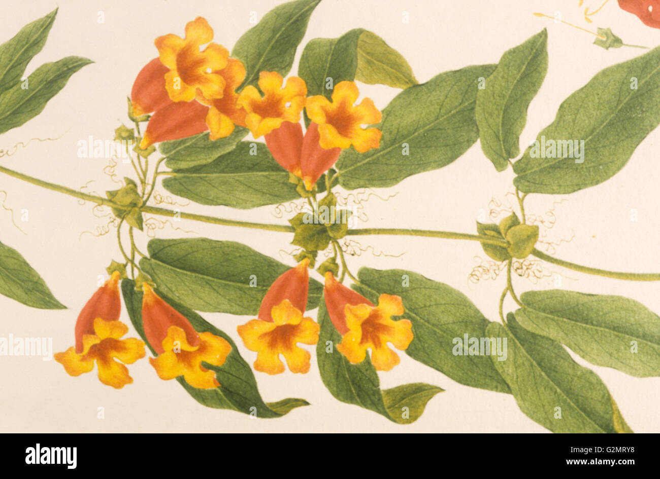 botany table,botanical garden of padova Stock Photo - Alamy