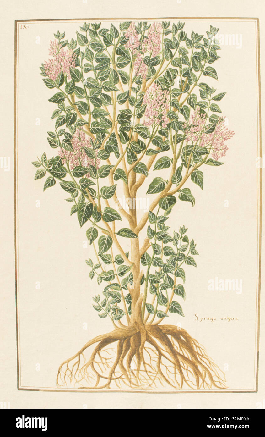 syringa vulgaris,botany table,botanical garden of padova Stock Photo ...