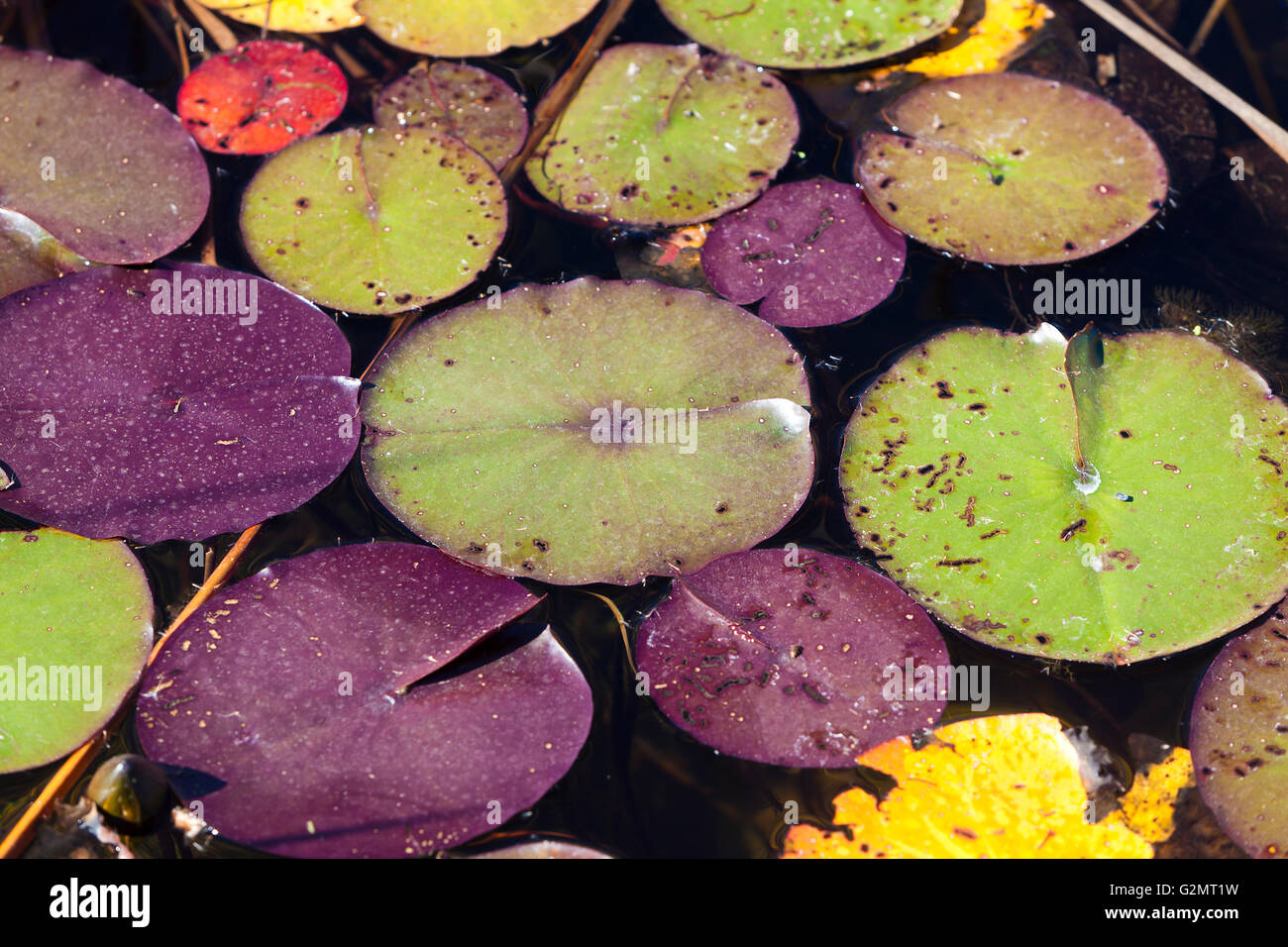 Leaves of Water Lilies (Nymphaea Stock Photo - Alamy
