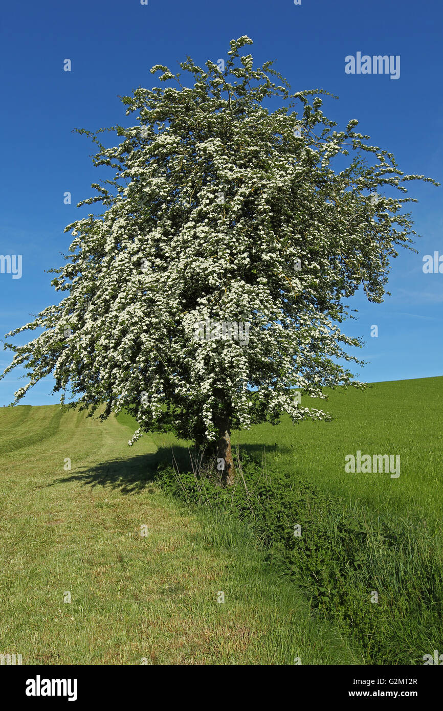 Crataegus Monogyna Tree