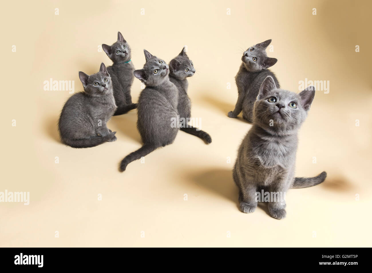 Purebred Cat, Russian Blue, Kitten, 9 weeks old Stock Photo - Alamy