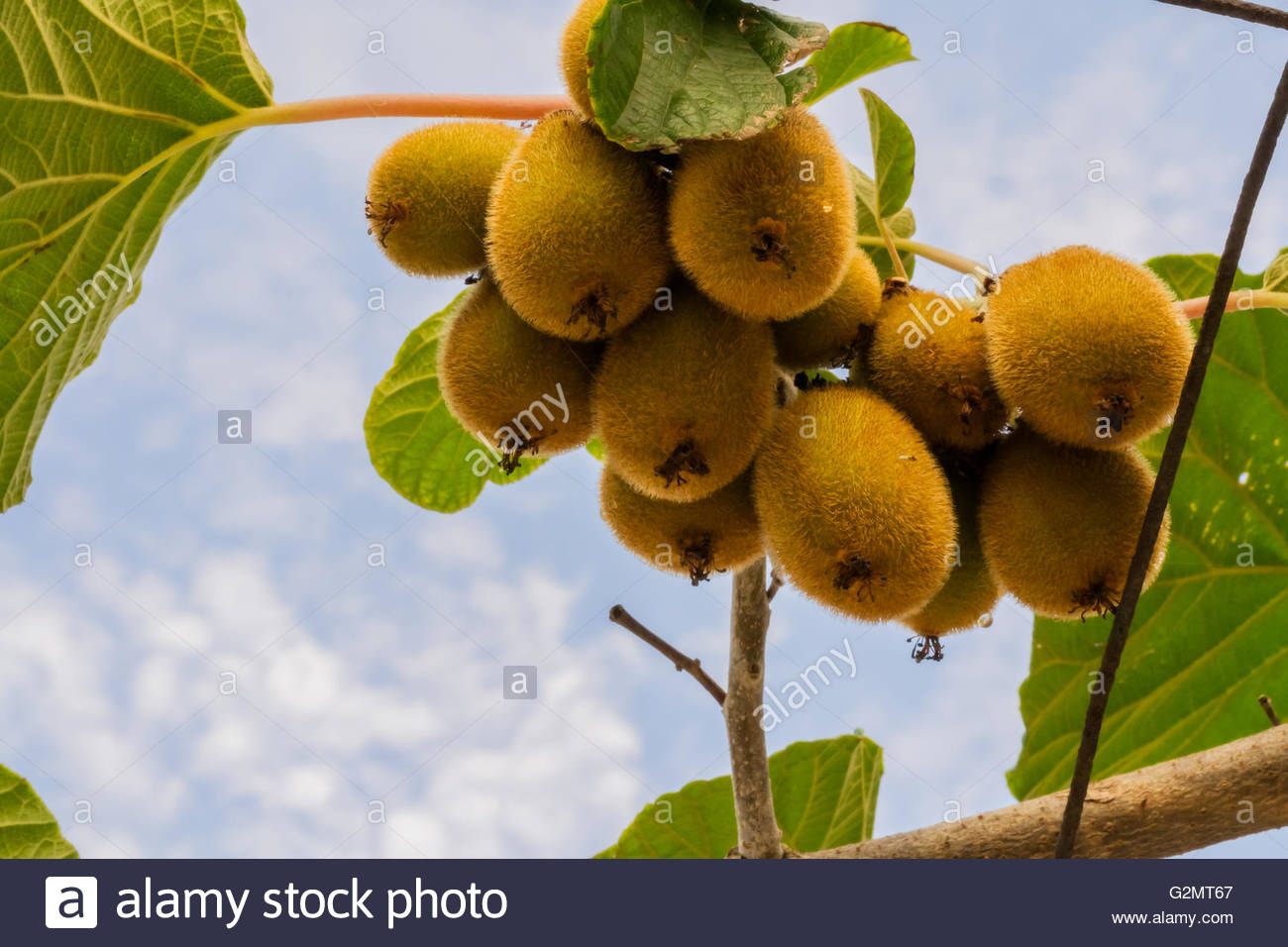 Kiwi Tree Garden High Resolution Stock Photography and Images - Alamy