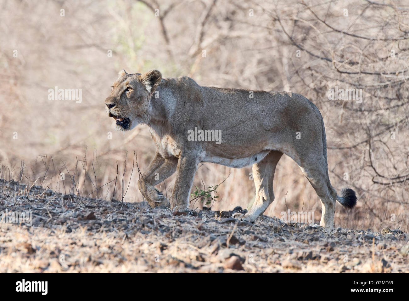 Persian, Indian or Asiatic lioness (Panthera leo persica) passing ...