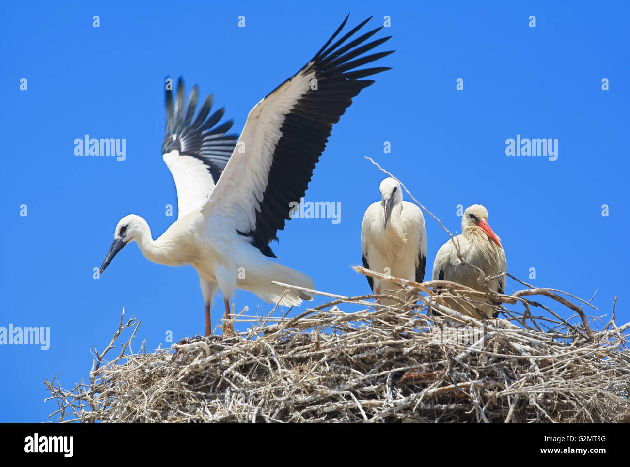 White storks (Ciconia ciconia) nesting, Faro, Algarve, Portugal Stock ...