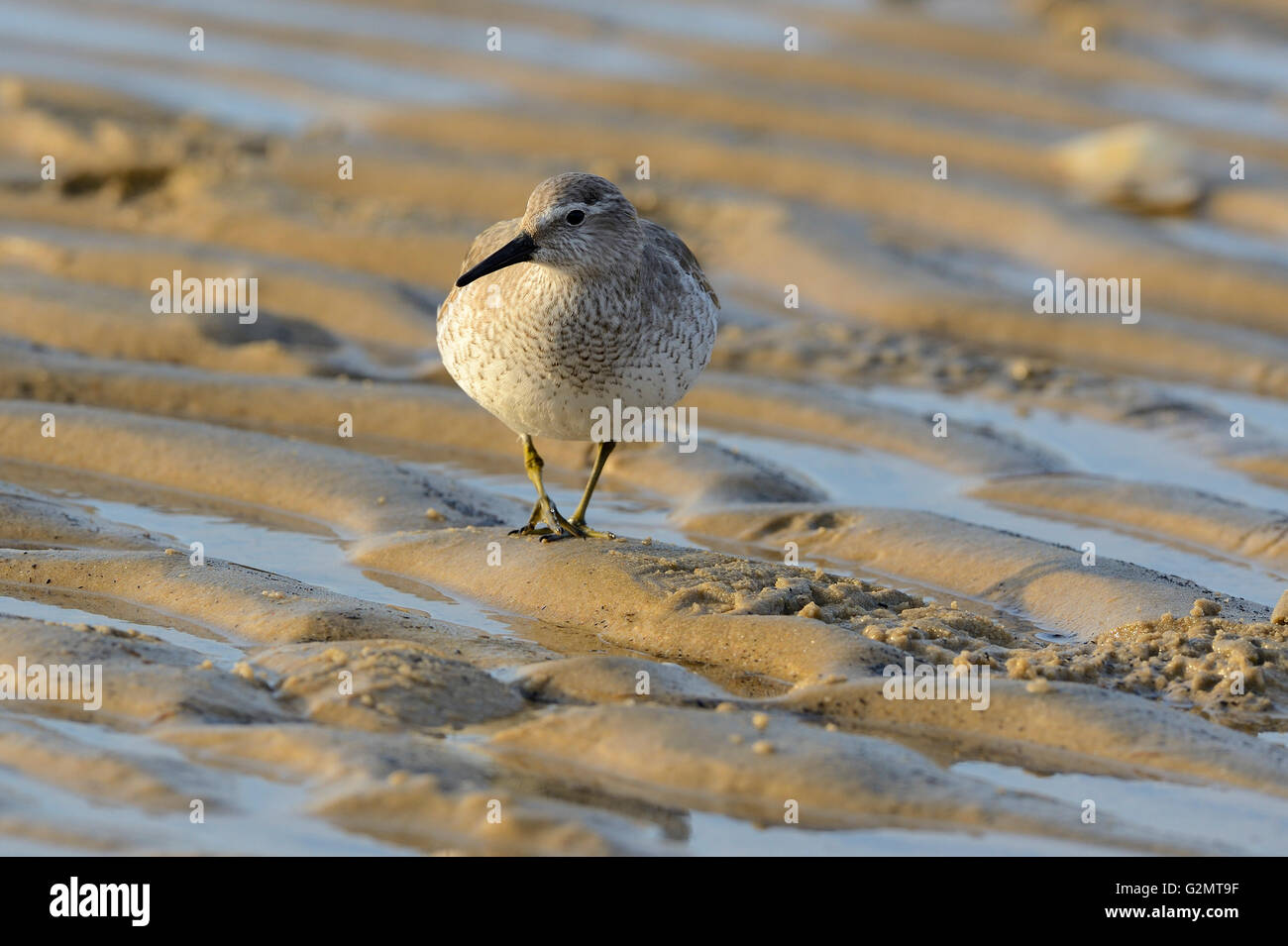 Red Knot (Calidris canutus) walking in mudflat, Cuxhaven, Lower Saxon ...