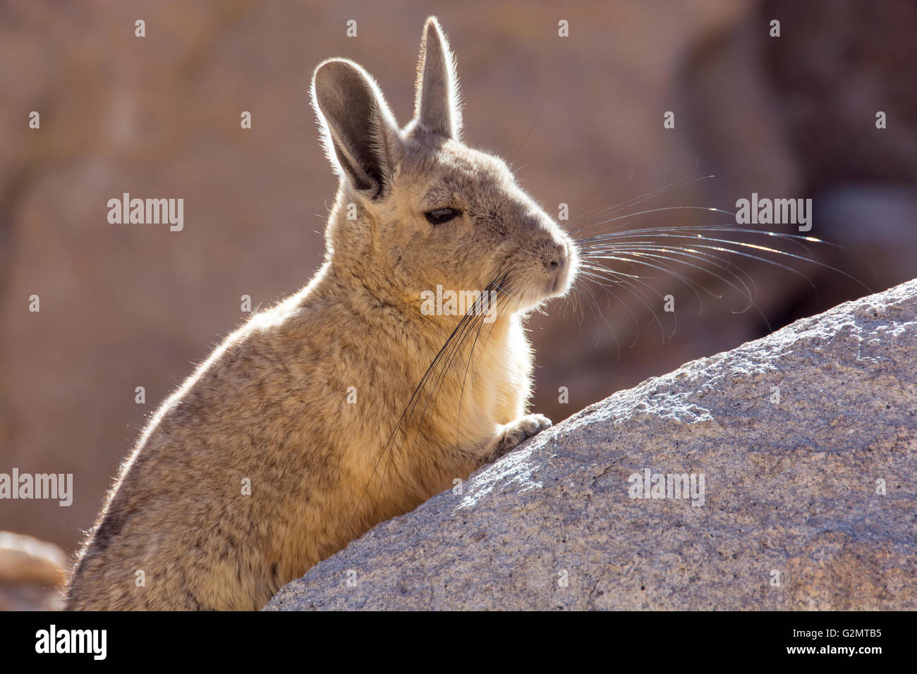 Mountain viscacha ,Southern Viscacha (Lagidium viscacia) in the rocks ...