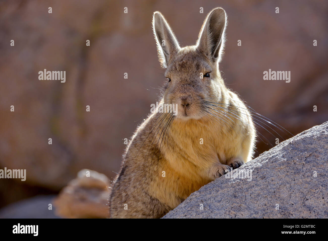 Mountain viscacha ,Southern Viscacha (Lagidium viscacia) in the rocks ...