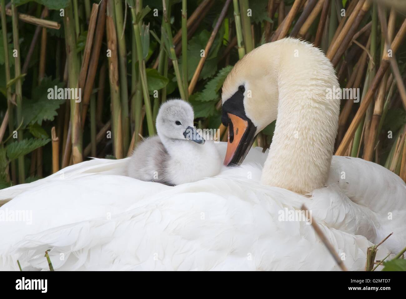 Back of swan hi-res stock photography and images - Alamy