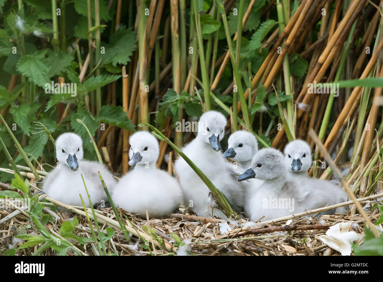 Six chicks hi-res stock photography and images - Alamy