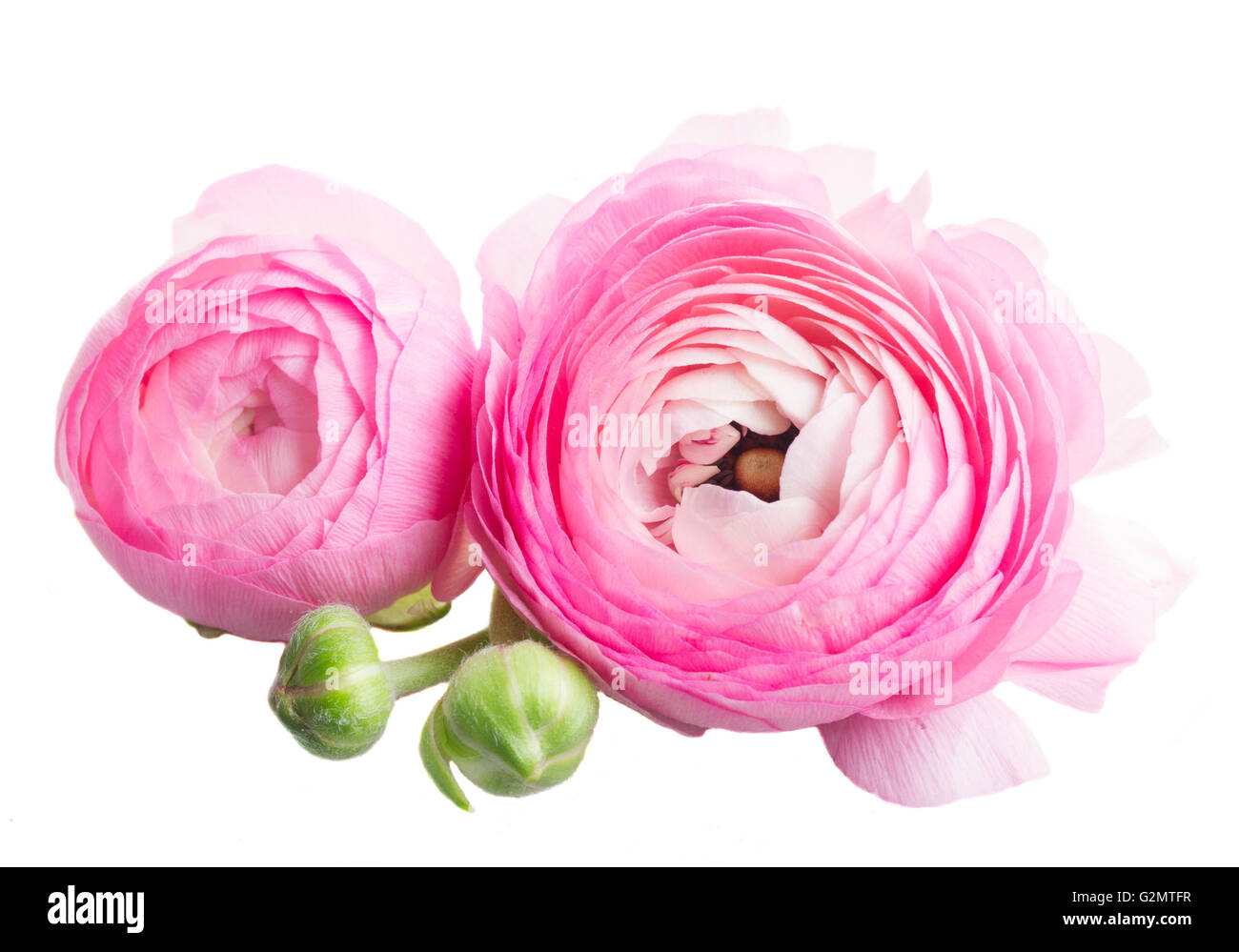 Pink and white ranunculus flowers Stock Photo - Alamy