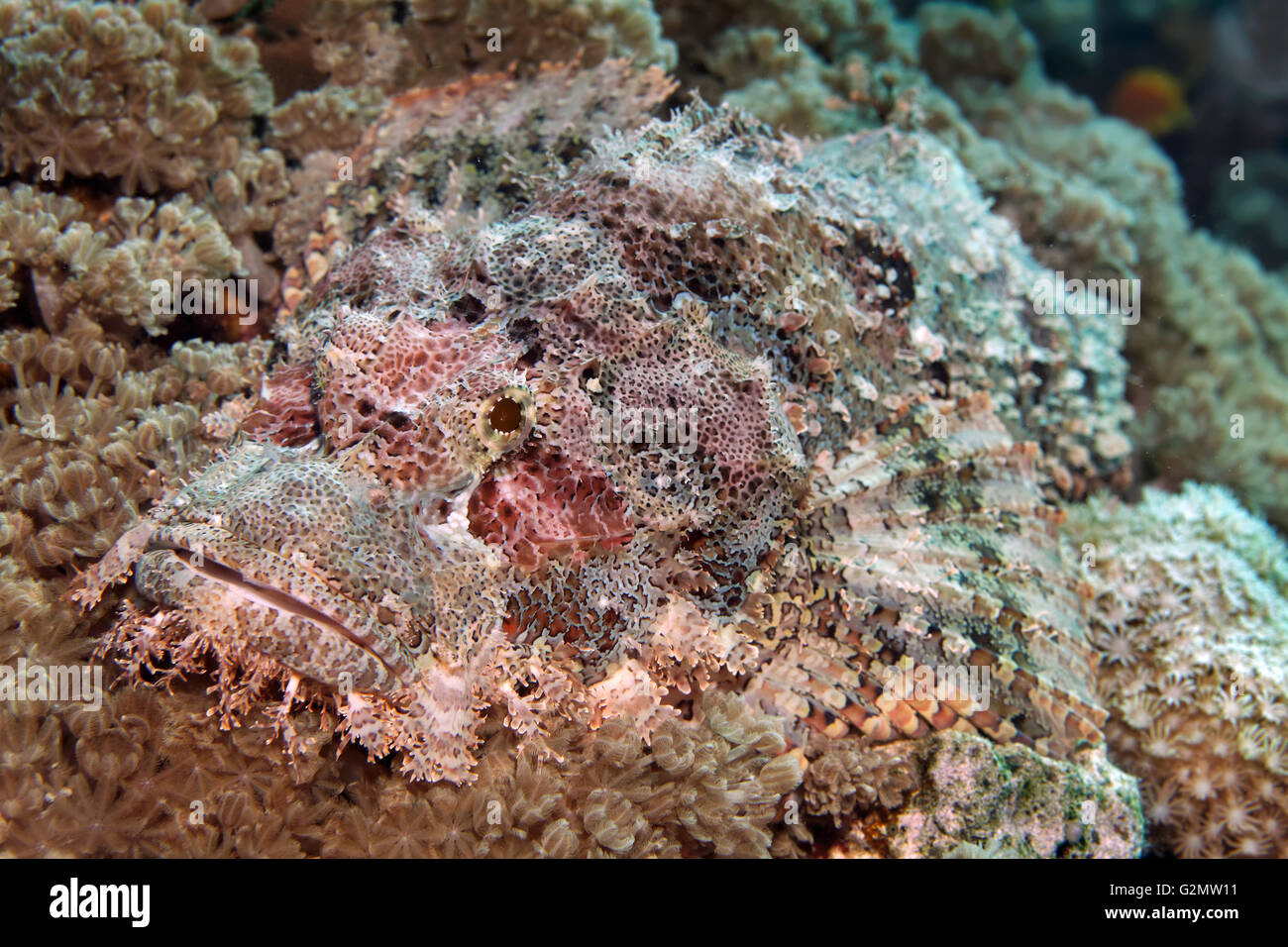 Bearded scorpionfish (Scorpaenopsis barbata), camouflaged amongst ...
