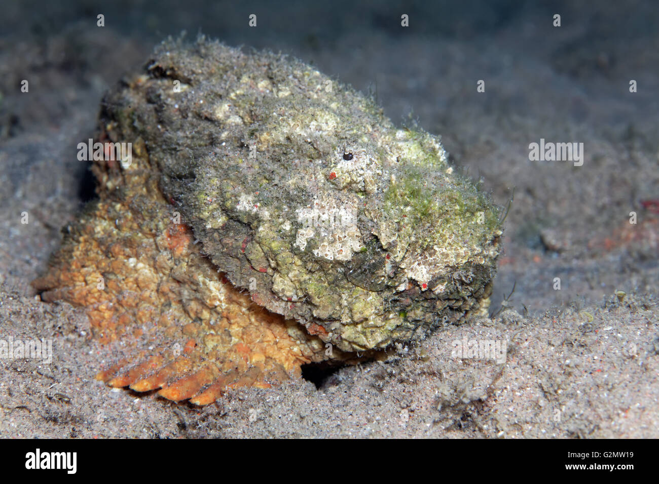Real stonefish (Synanceia verrucosa), camouflaged against coral, Great ...