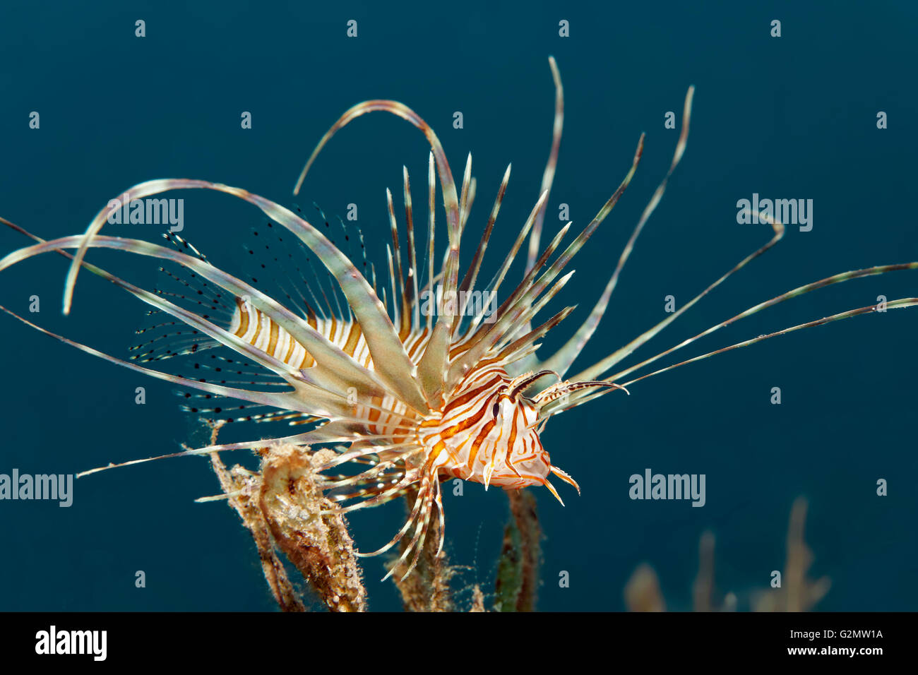 Juvenile red lionfish (Pterois volitans), Great Barrier Reef ...