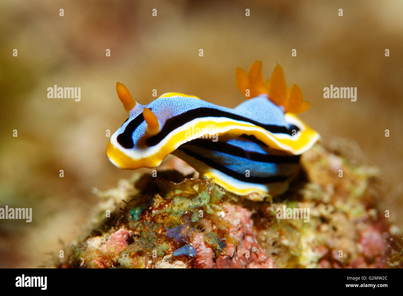 Chromodoris annae (Chromodoris annae), nudibranch, Great Barrier Reef ...