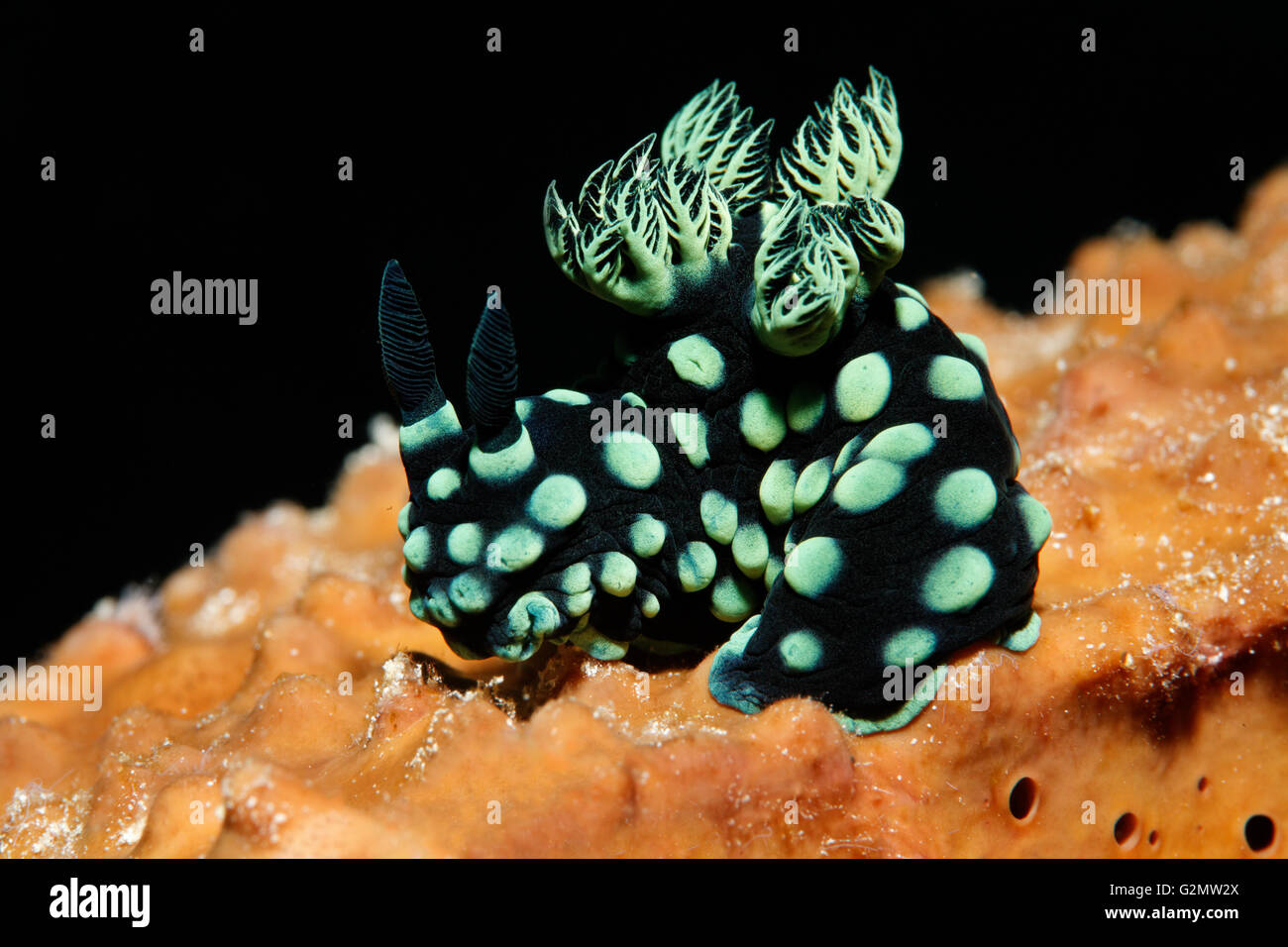 Neon sea slug hi-res stock photography and images - Alamy
