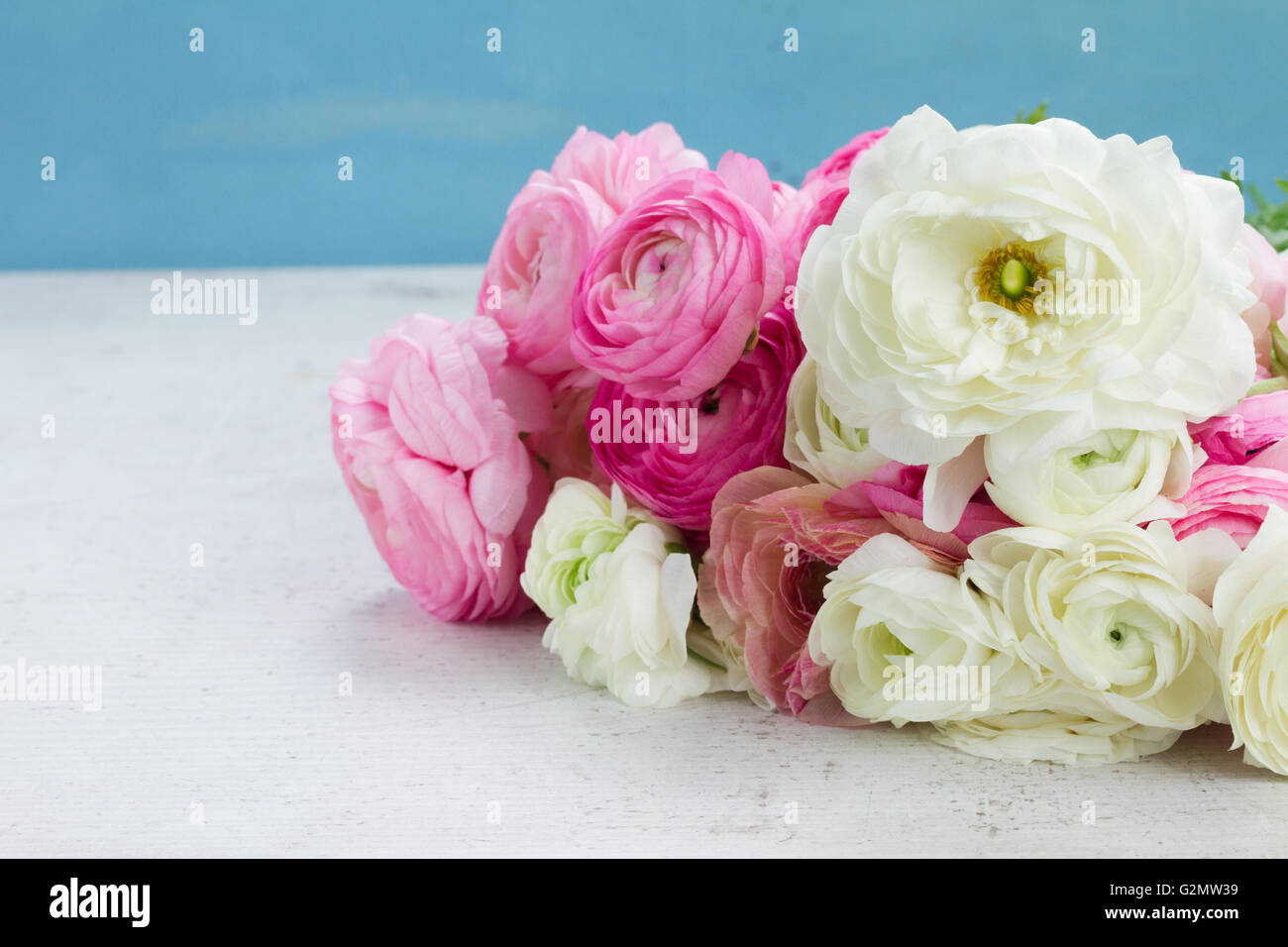 Pink and white ranunculus flowers Stock Photo - Alamy