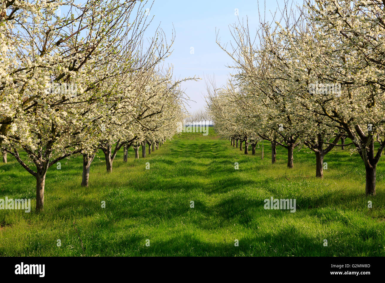 Spring orchard hi-res stock photography and images - Alamy